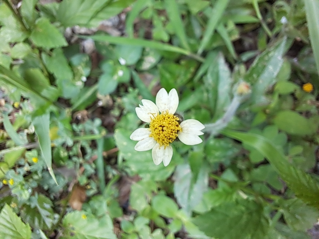 Tridax daisy from Rua Bom Pastor, 479 - Ipiranga, São Paulo - SP, 04203 ...