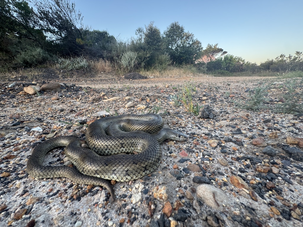 Mole Snake from Annandale Road, Stellenbosch, Western Cape, ZA on ...