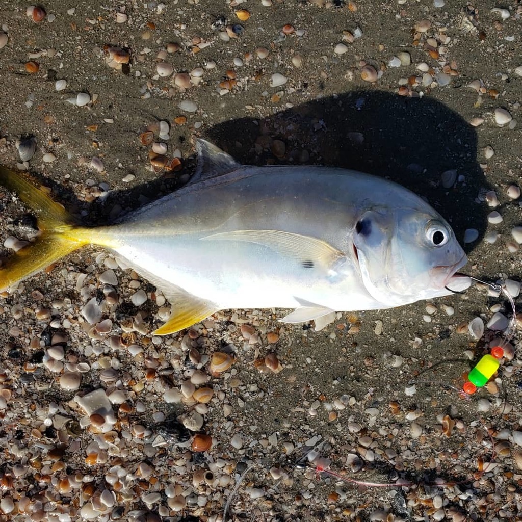 Atlantic Crevalle Jack from 6 Summer Place Lane, Folly Island, Folly ...