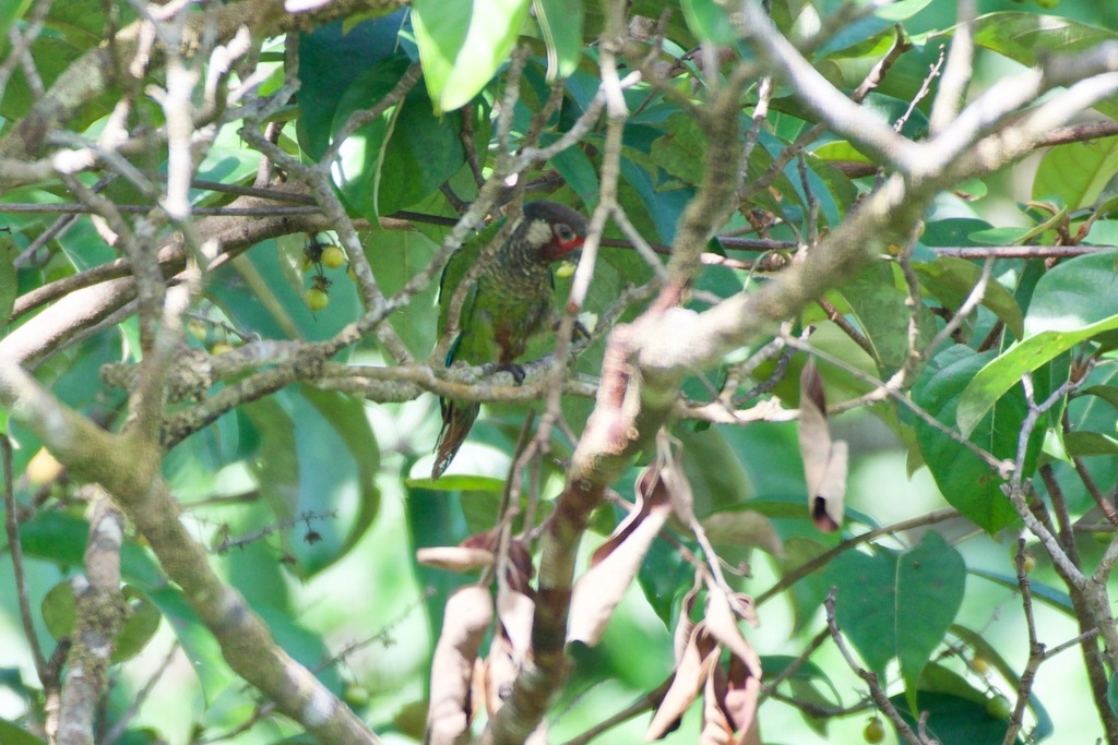 Azuero Parakeet in July 2019 by Jan Axel Cubilla Rodríguez · iNaturalist