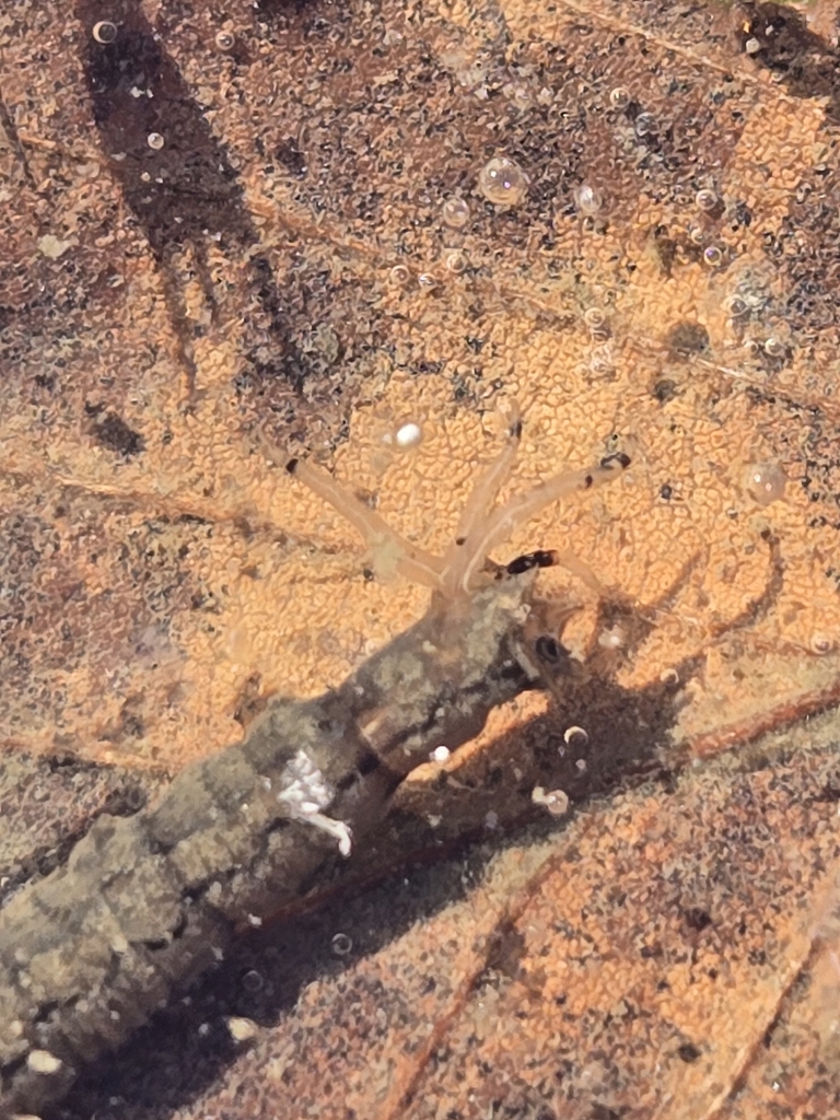 Insects from Wayne Township, IN, USA on November 16, 2024 at 02:42 PM ...