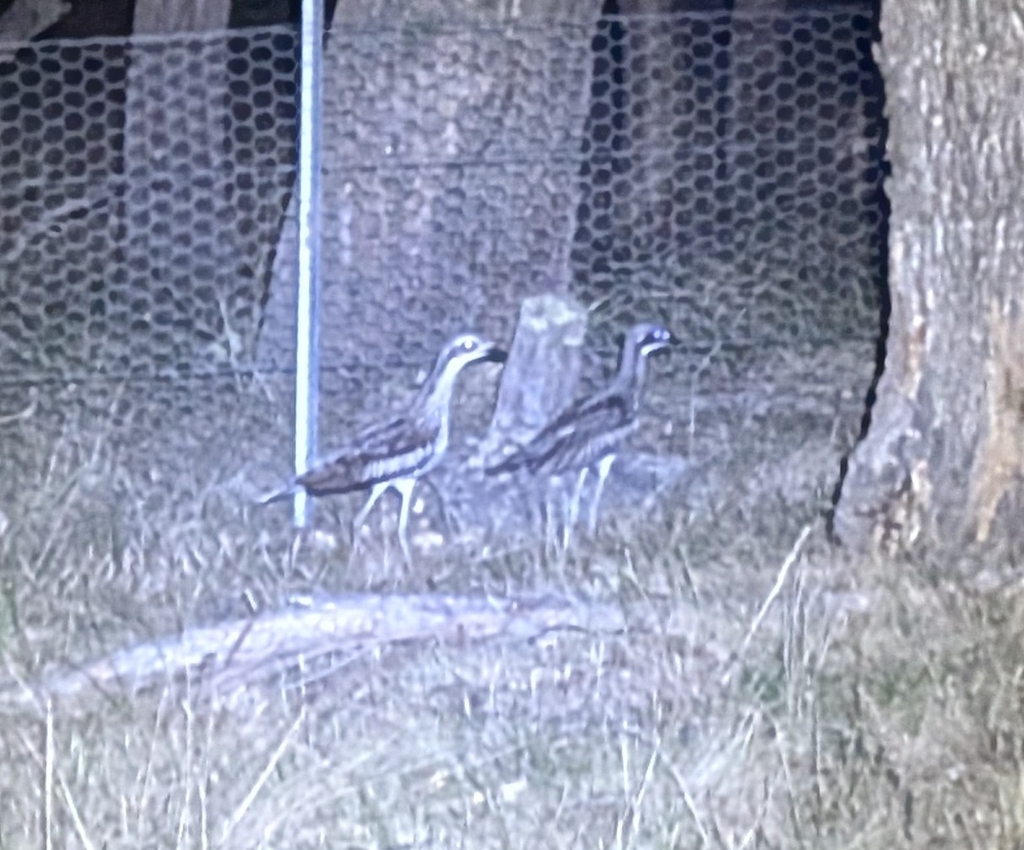 Bush Stone-curlew from Gungahlin ACT 2912, Australia on November 16 ...