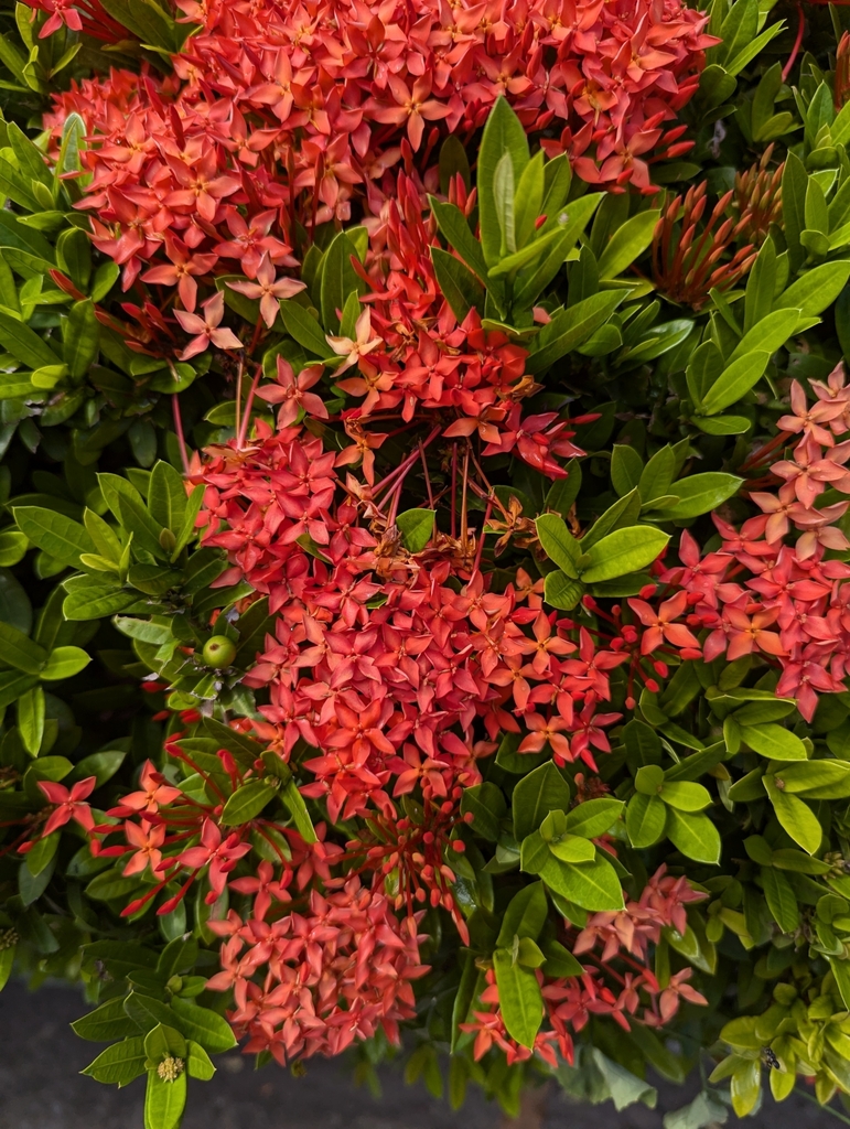 Jungle flame from HF86+RV3, Phe, Mueang Rayong District, Rayong 21160 ...