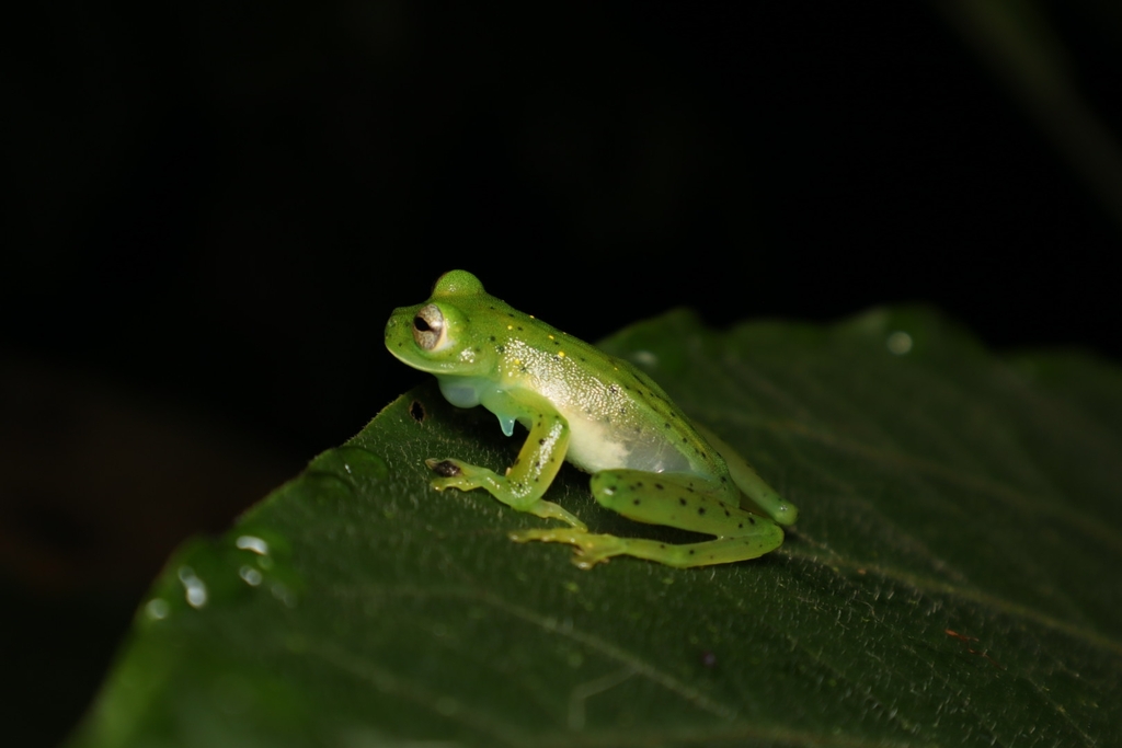 Emerald Glass Frog from Santa Rosa de Cabal, Risaralda, Colombia on ...