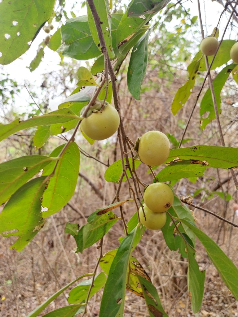 Diospyros inconstans in November 2024 by AJ Spinoza · iNaturalist