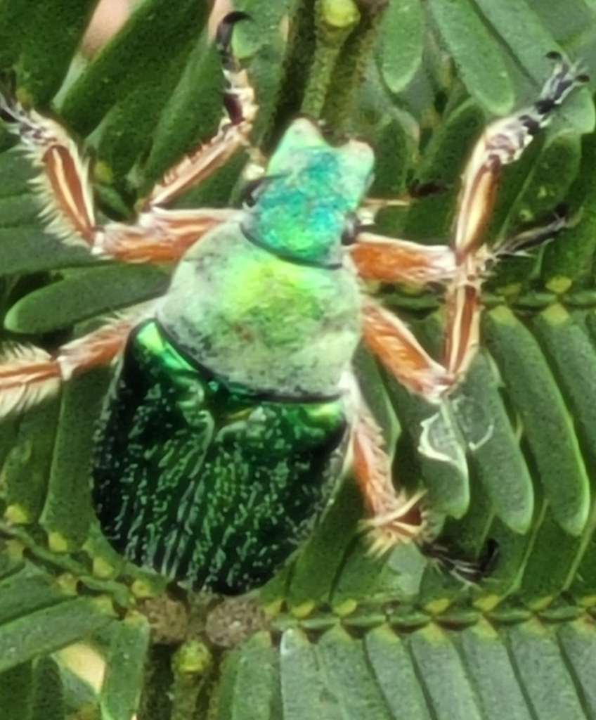 Metallic Green Acacia Beetle from Camden NSW 2570, Australia on ...