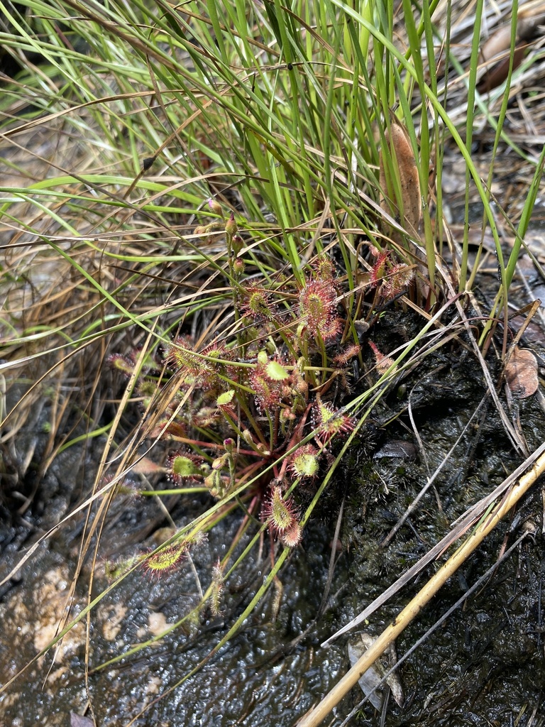 Collins Sundew in November 2024 by Carel Fourie · iNaturalist