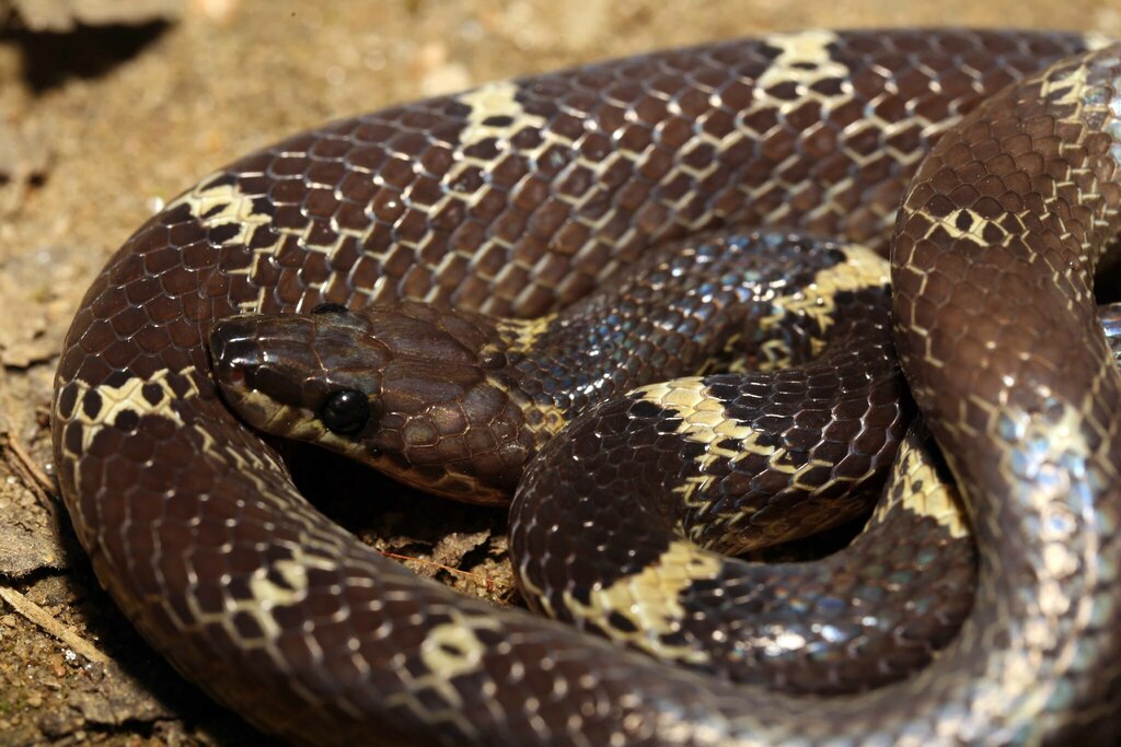 Indian Wolf Snake from Kanha Tiger Reserve, Madhya Pradesh, India on ...