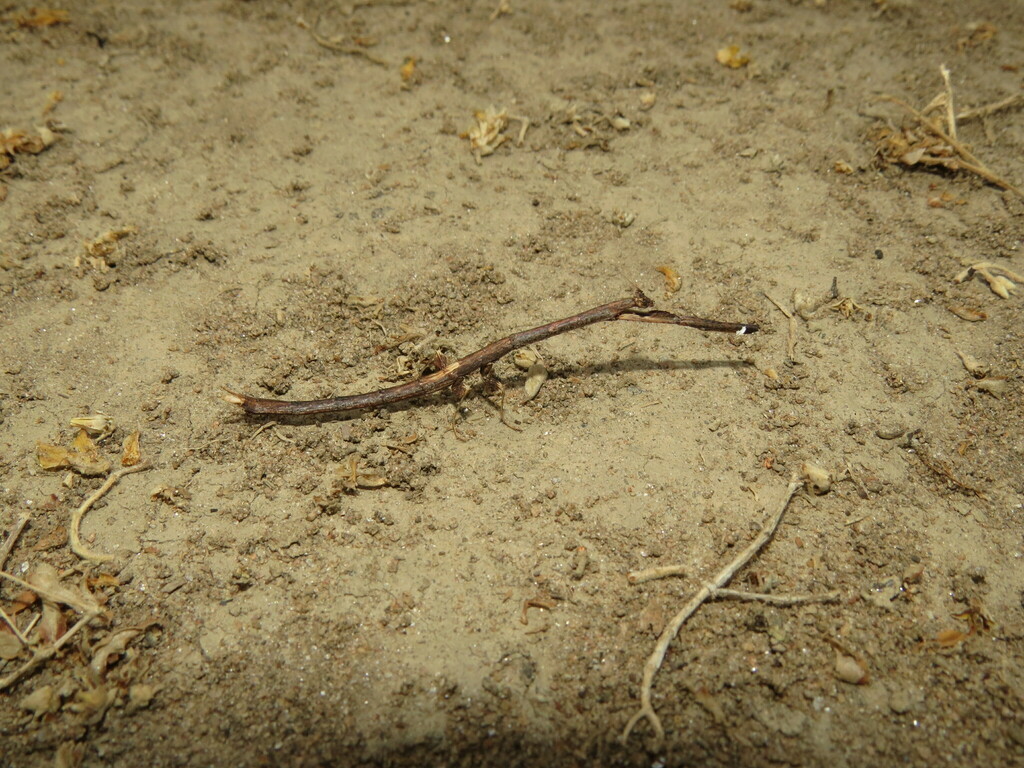 Toxoderopsis spinigera from Kanha Tiger Reserve, Madhya Pradesh, India ...
