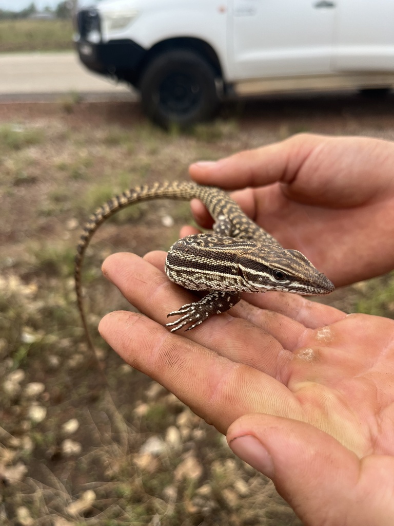 Ridge-tailed Monitor from Victoria Hwy, Baines, NT, AU on November 16 ...