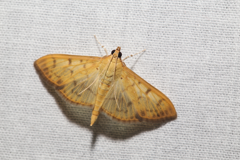 Patania balteata from Kanha Tiger Reserve, Madhya Pradesh, India on ...