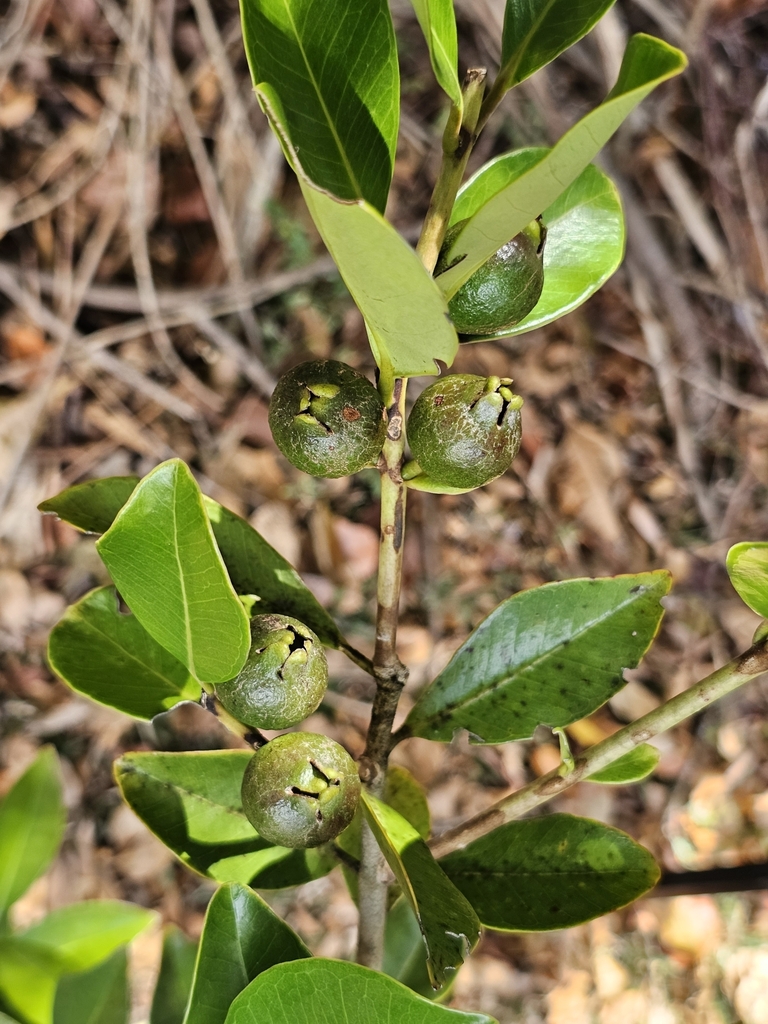 strawberry-guava from Mission Beach QLD, Australia on November 17, 2024 ...