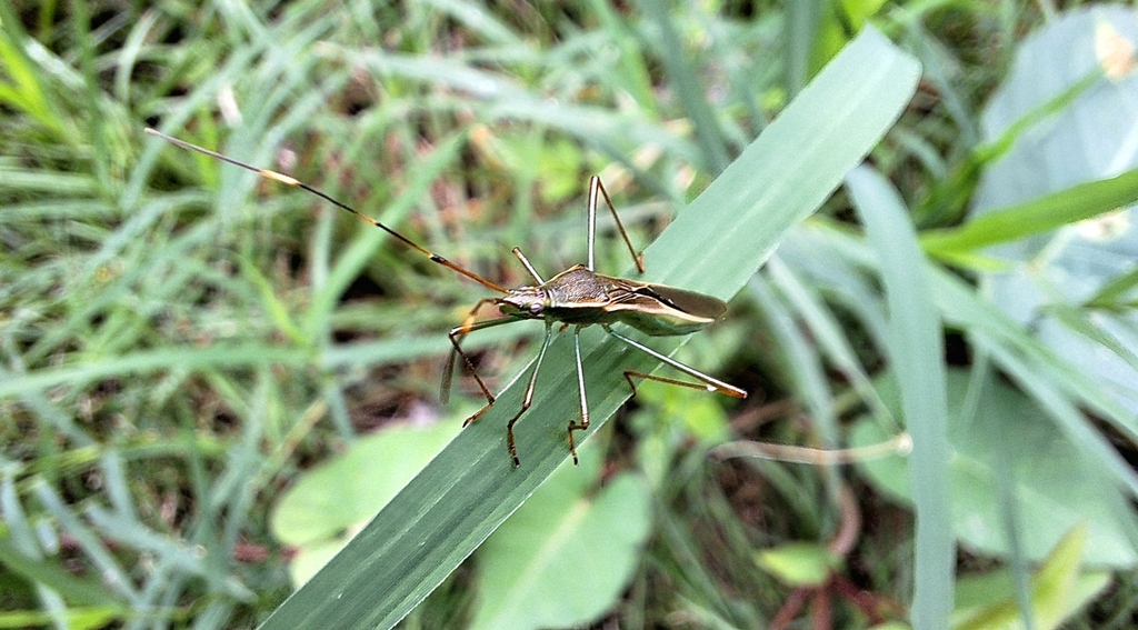Paddy Bug from 112台灣台北市北投區台北市北投區南池 on November 17, 2024 at 01:53 PM by ...