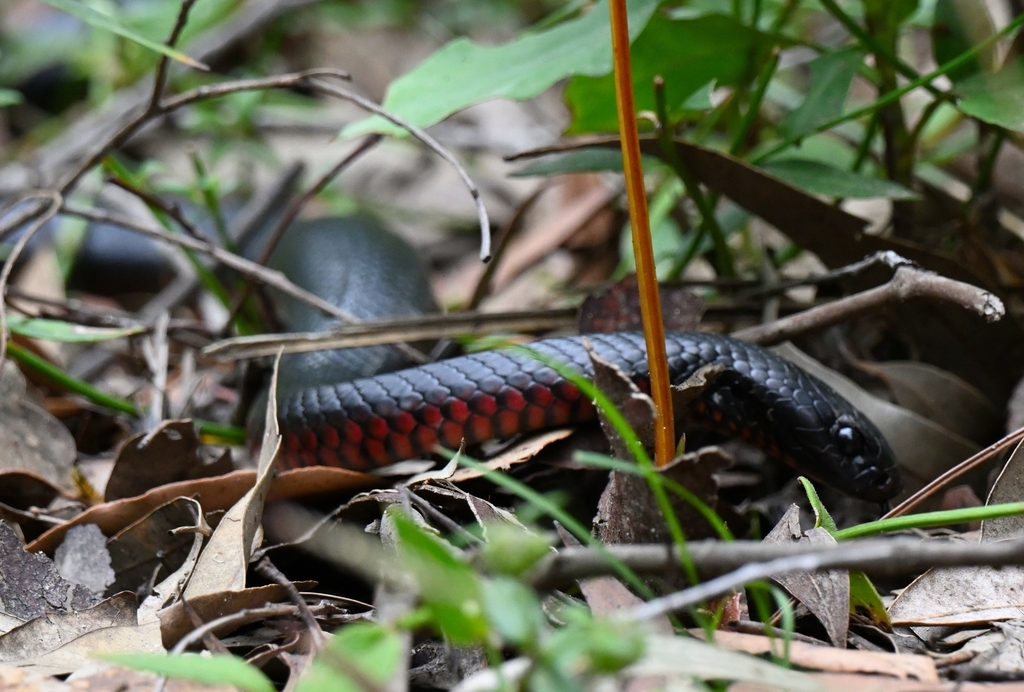 Red-bellied Black Snake from Palona NSW 2232, Australia on November 17 ...