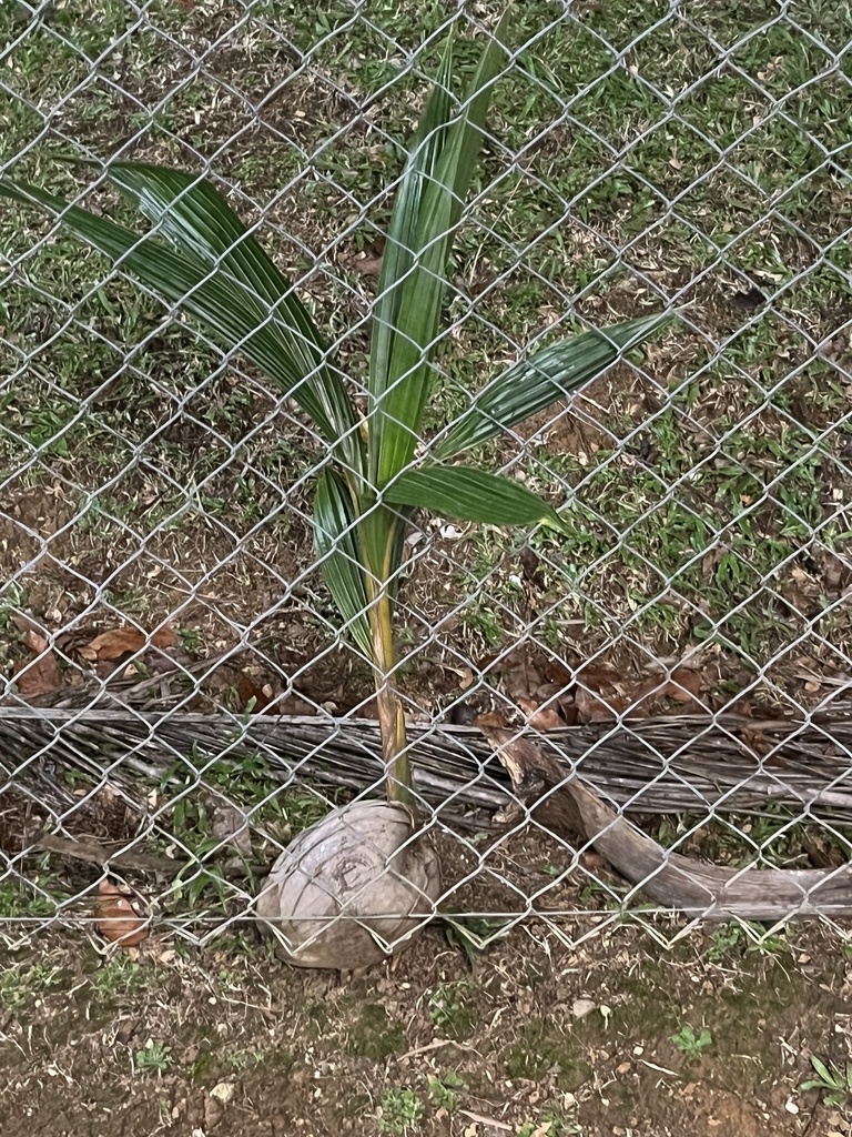 coconut palm from Koror, Palau, PW on November 15, 2024 at 06:17 PM by ...