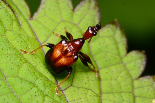 Leptapoderus carbonicolor · iNaturalist