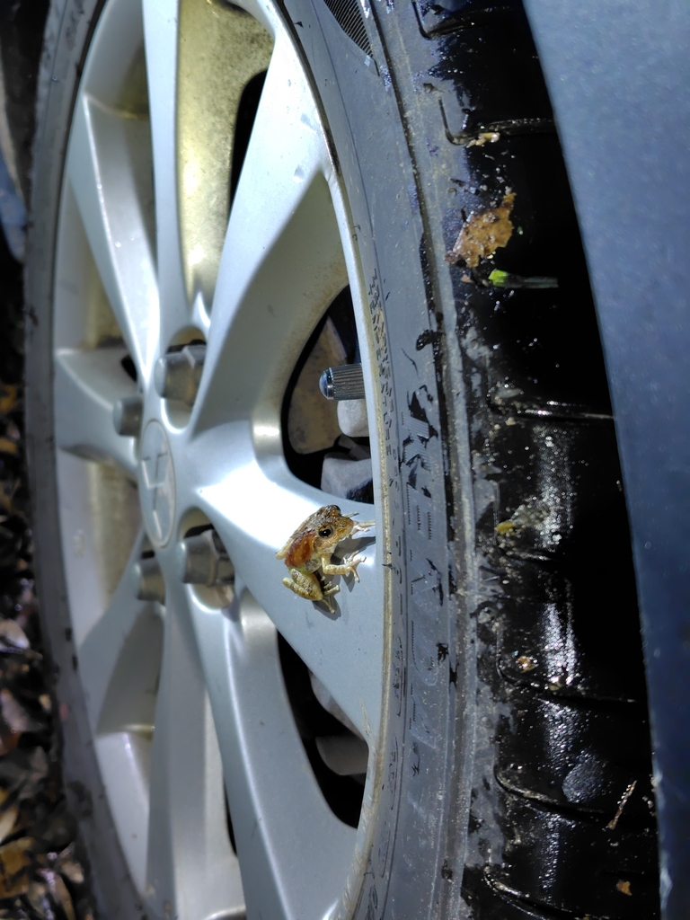 Ryukyu Kajika Frog from 730 Aha, Kunigami, Kunigami District, Okinawa ...