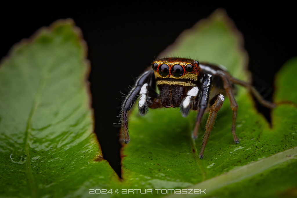 Chinese Mountain Jumping Spider in November 2024 by Artur Tomaszek ...