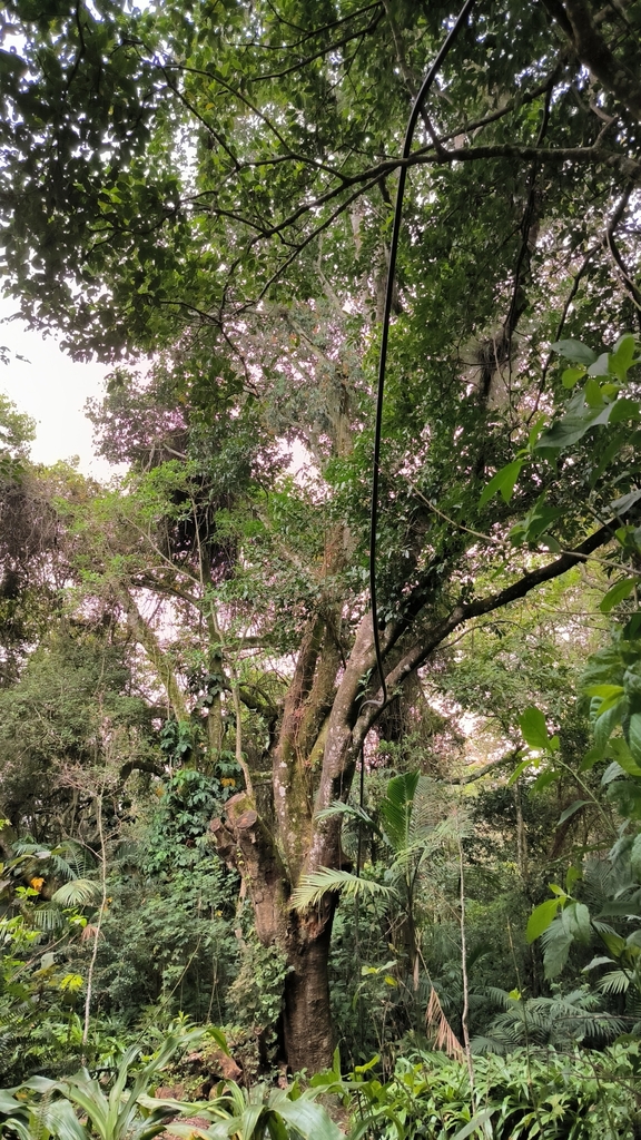 Mexican Elm from Parque Ecológico Macuiltepetl, Lomas de San Roque ...