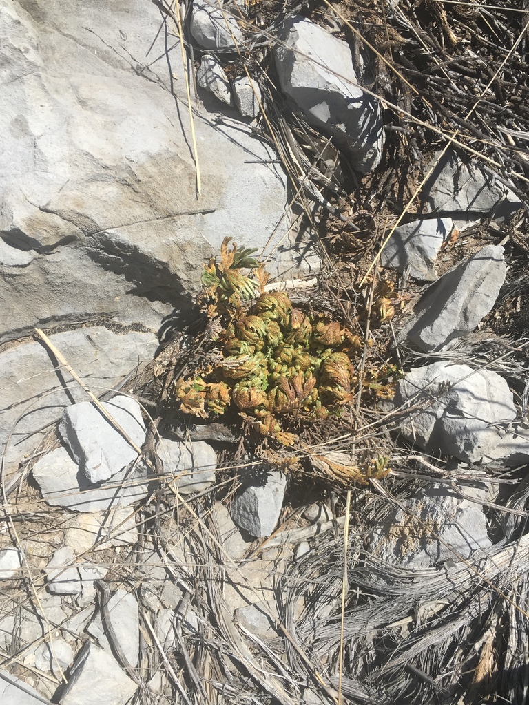 resurrection plant from 79830, Alpine, TX, US on July 14, 2019 at 10:30 ...