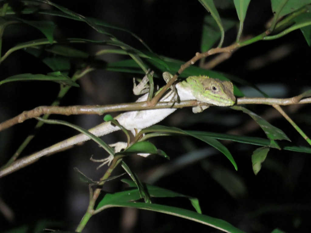 Diploderma polygonatum polygonatum in November 2024 by 周俞君 · iNaturalist