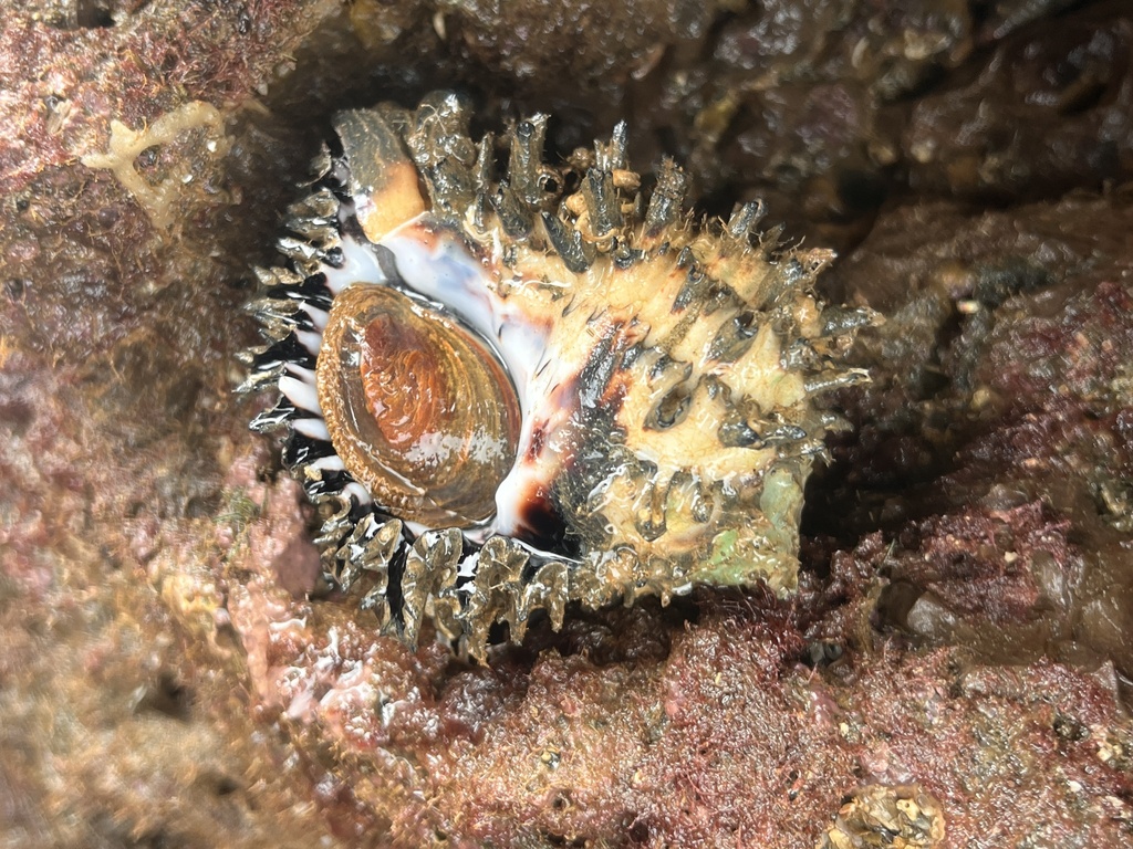 Muricanthus radix from Ensenada la Reina, Veraguas, PA on November 16 ...