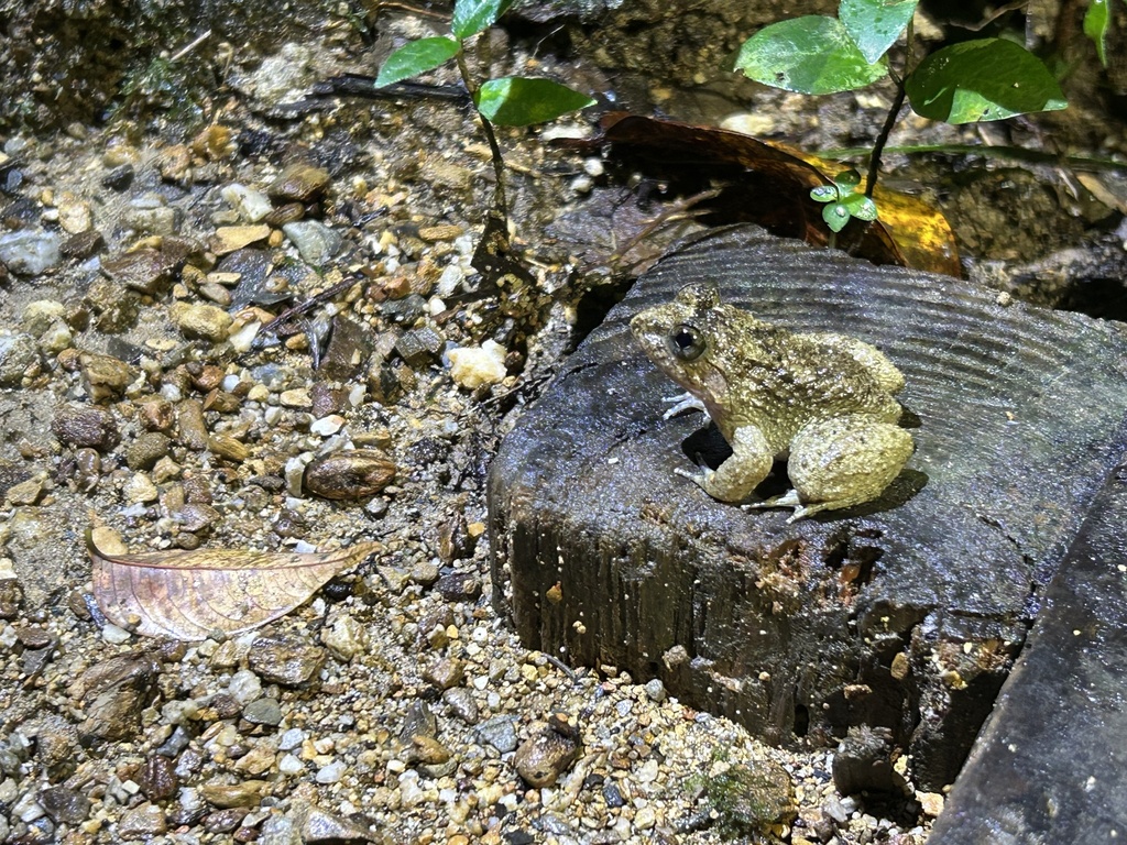 Namie's frog in November 2024 by Po-Wei Chi · iNaturalist