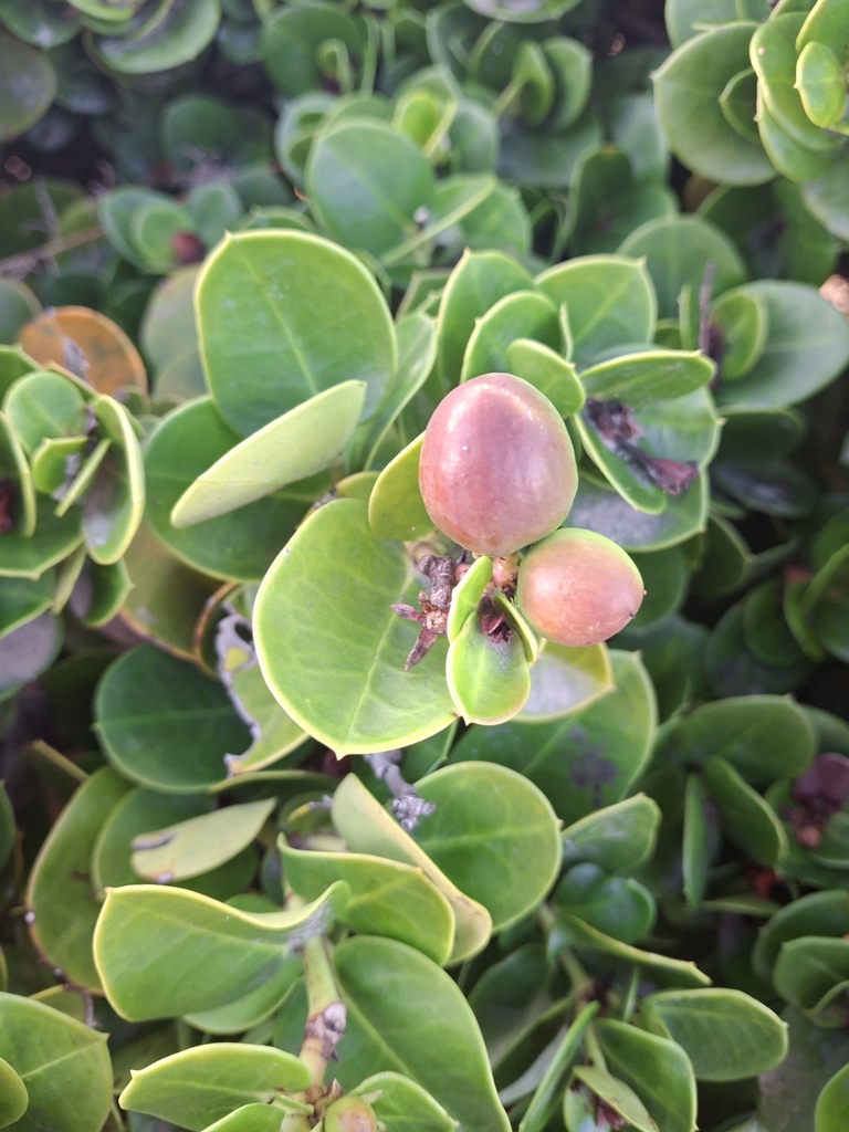 Natal Plum from 3105, Cyprus on November 17, 2024 at 03:57 PM by Mike ...