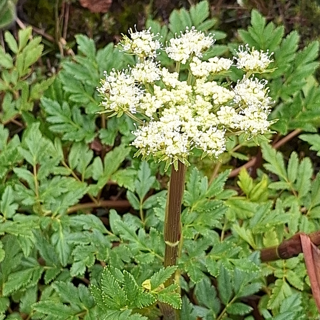 poison hemlock from Herveo, Tolima, Colombia on November 15, 2024 at 10 ...