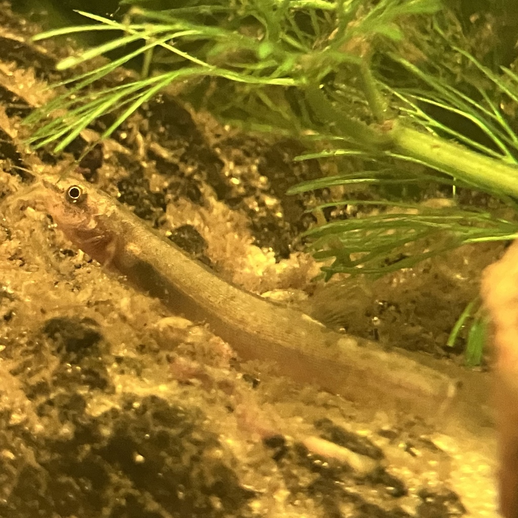 Oriental Weatherfish in November 2024 by Bichir. Collected for aquaria ...