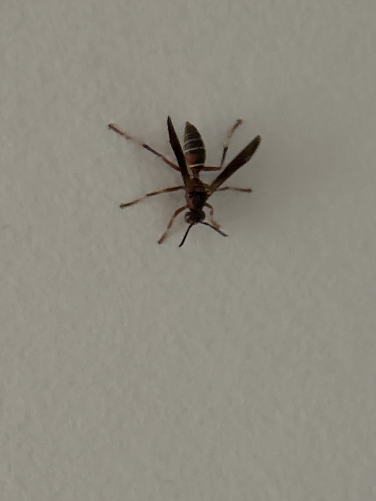 Typical Paper Wasps from Alumni Ave, Durham, NC, US on November 17 ...