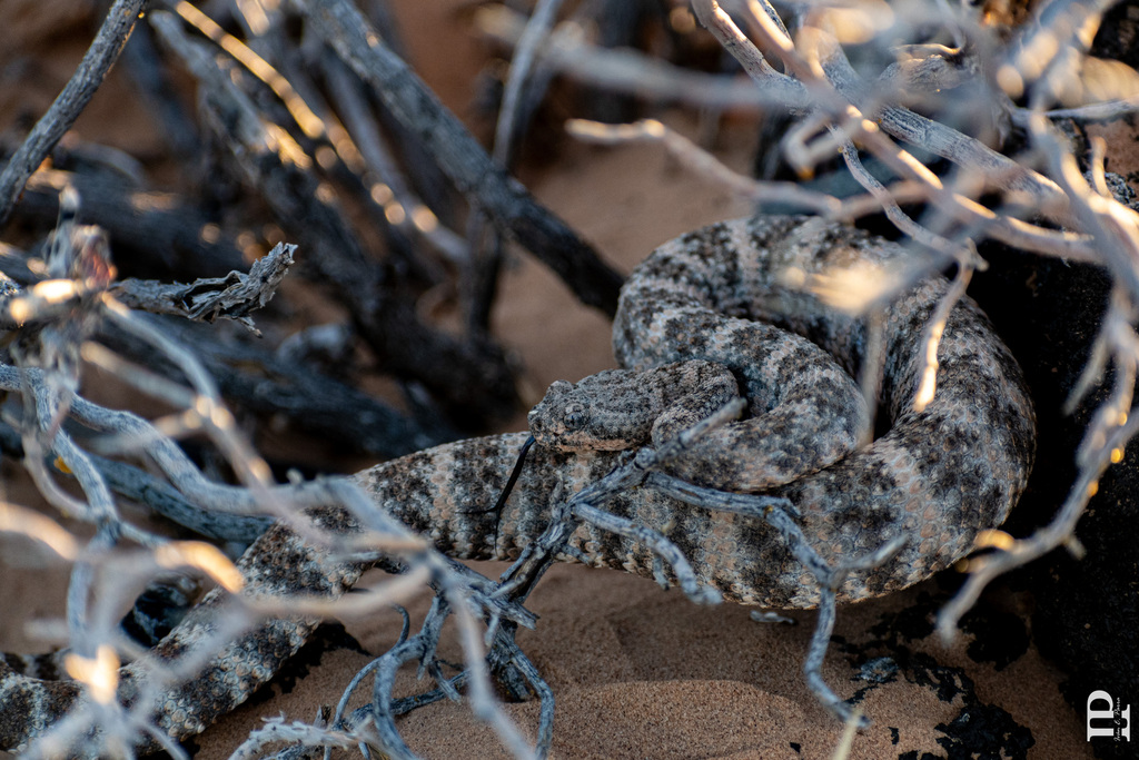 Southwestern Speckled Rattlesnake from Rocky Point, Sonora, Mexico on ...