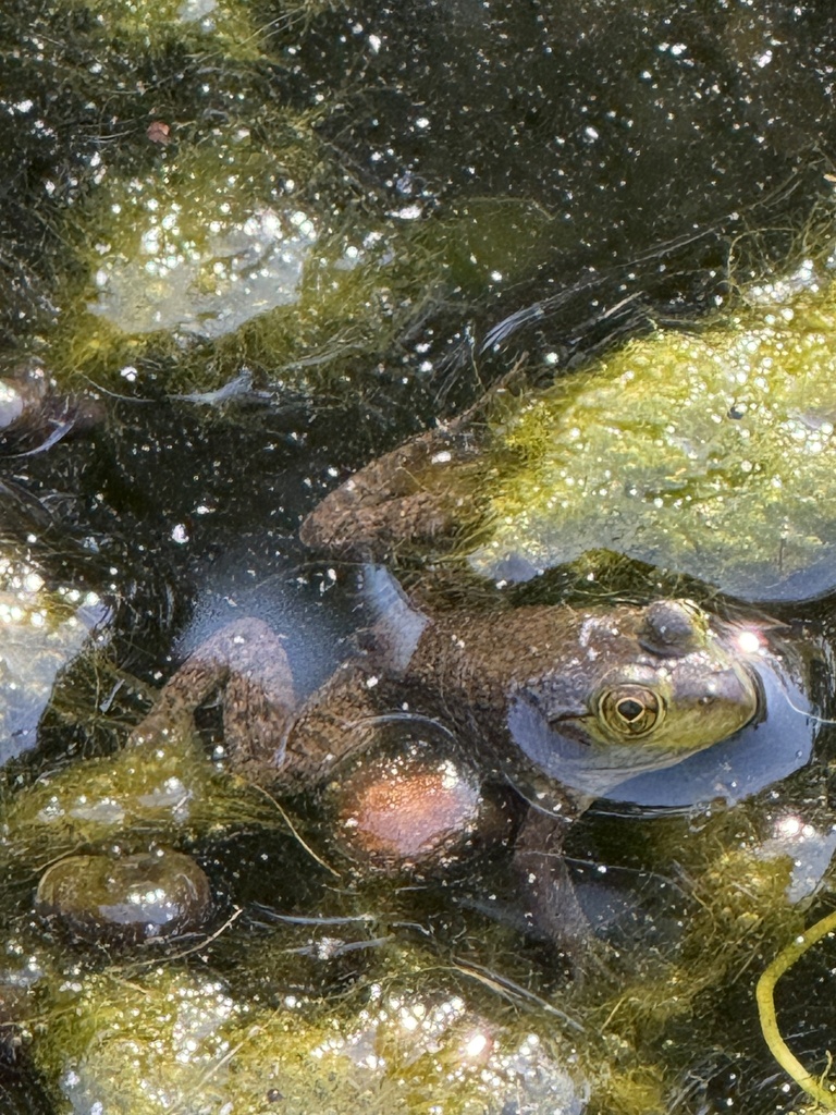 American Bullfrog from NW 100th St, Ocala, FL, US on November 15, 2024 ...