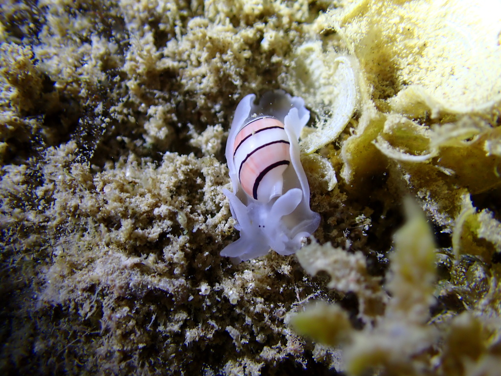 Pink Bubble Snail from Maunalua Bay, East Honolulu, HI, US on November ...