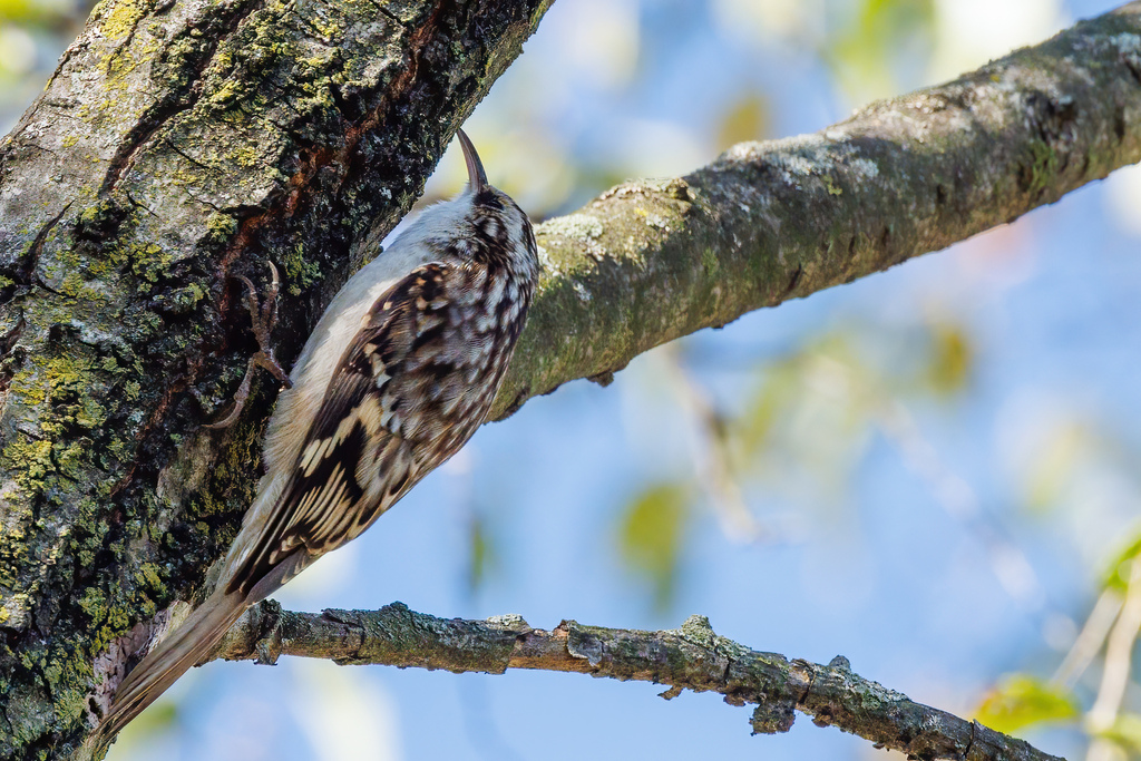 Brown Creeper from College Park, MD on November 16, 2024 at 12:15 PM by ...