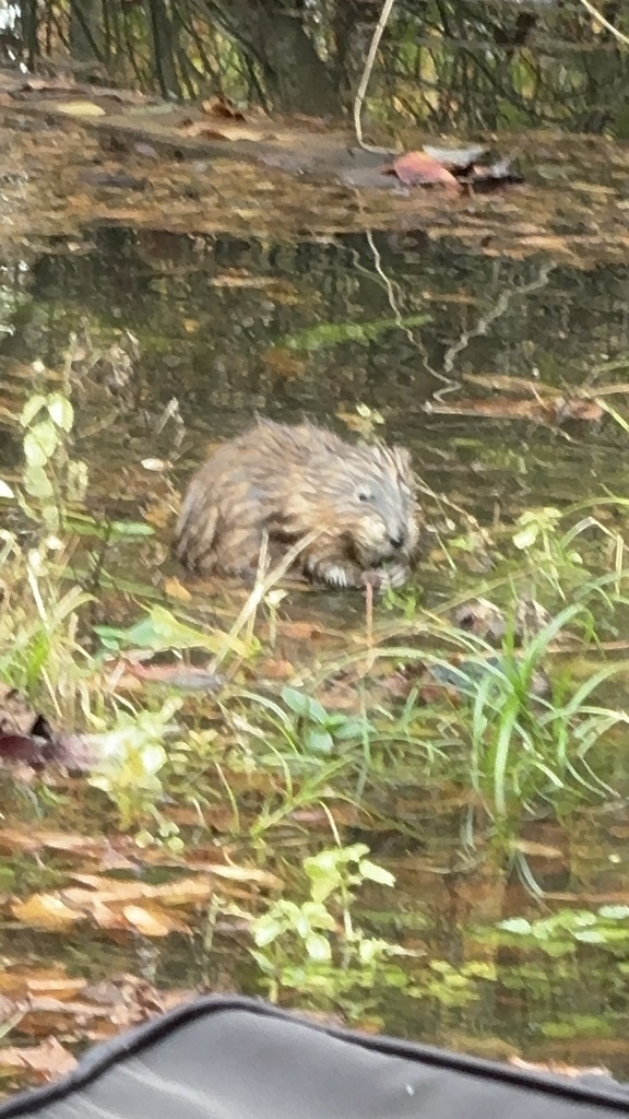 Muskrat from Four Islands Trail, Lanexa, VA, US on November 15, 2024 at ...