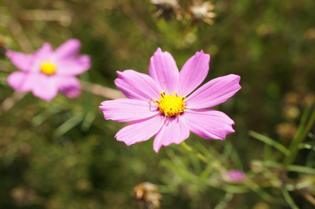 garden cosmos from Atlantis, Bosque de Chapultepec III Secc, 11100 ...