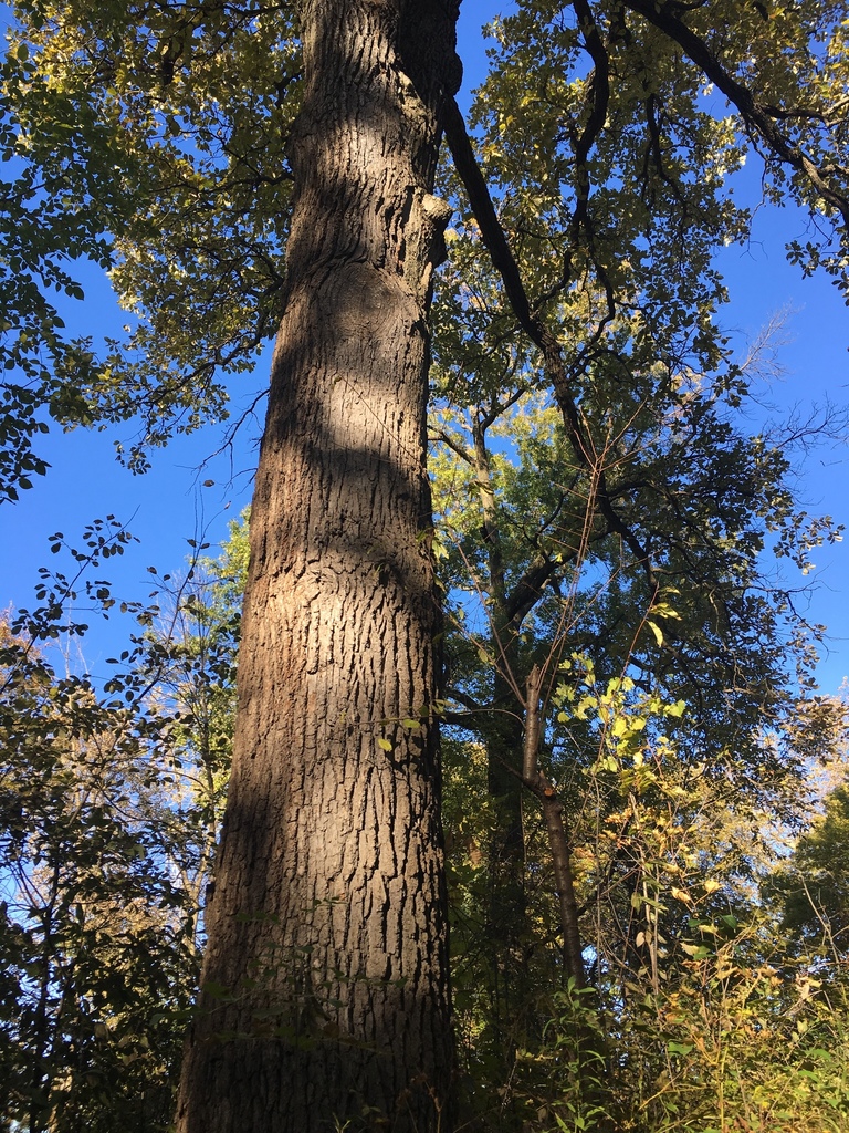 black oak from Emily Oaks Nature Center, Skokie, IL, US on October 23 ...