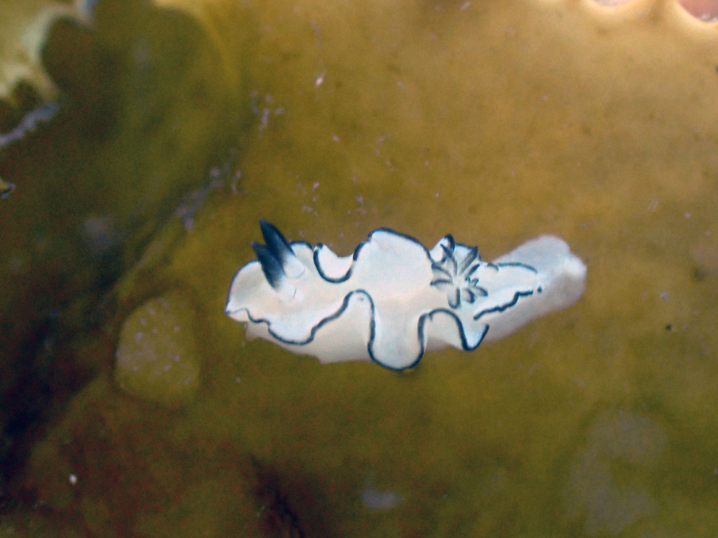 Black-margined Nudibranch from Little Beach on November 17, 2024 at 10: ...