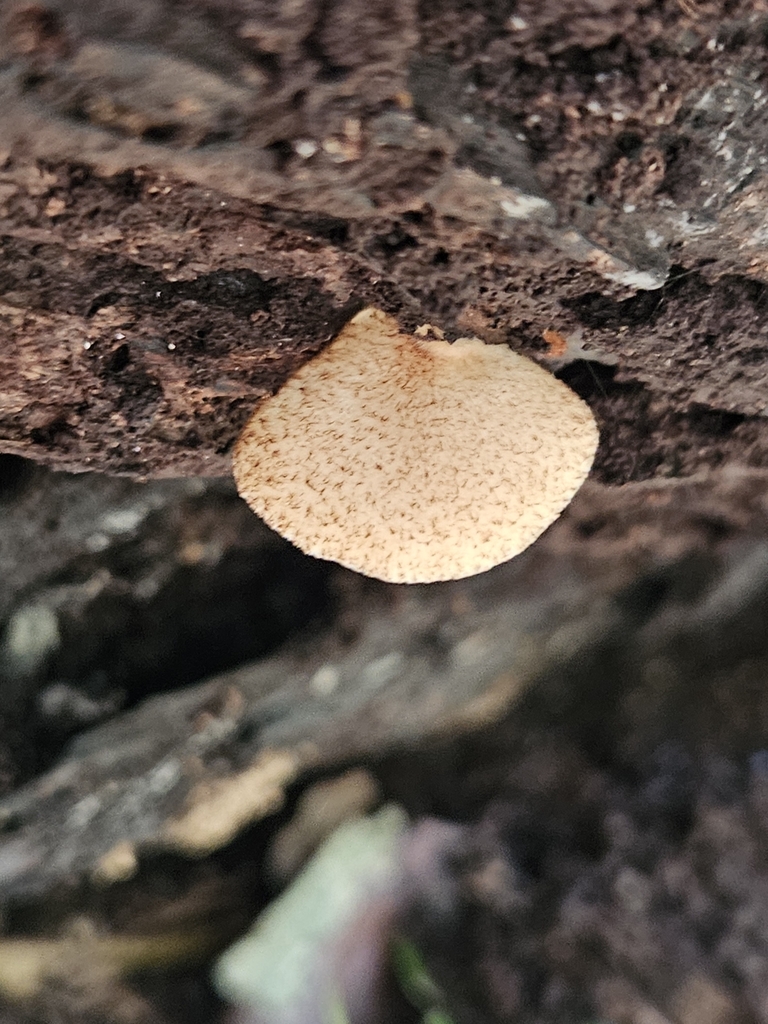 Crepidotaceae from Mapleton QLD 4560, Australia on November 18, 2024 at ...
