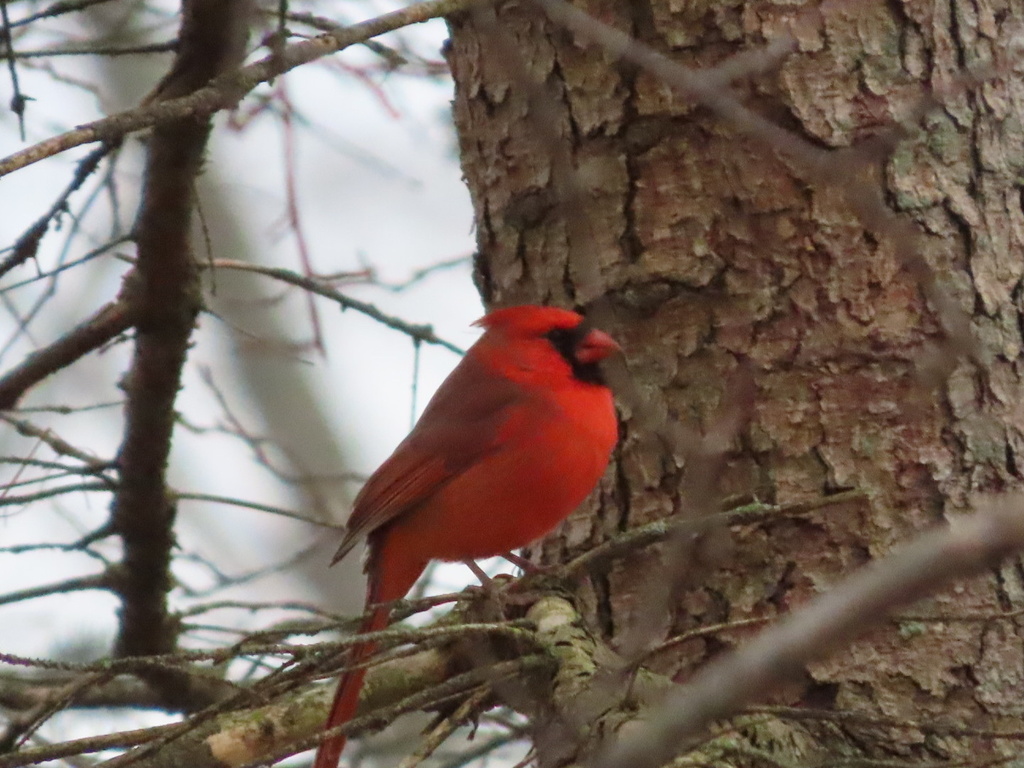 Northern Cardinal from Pine Island Dr, Coldwater, MI, US on November 11 ...