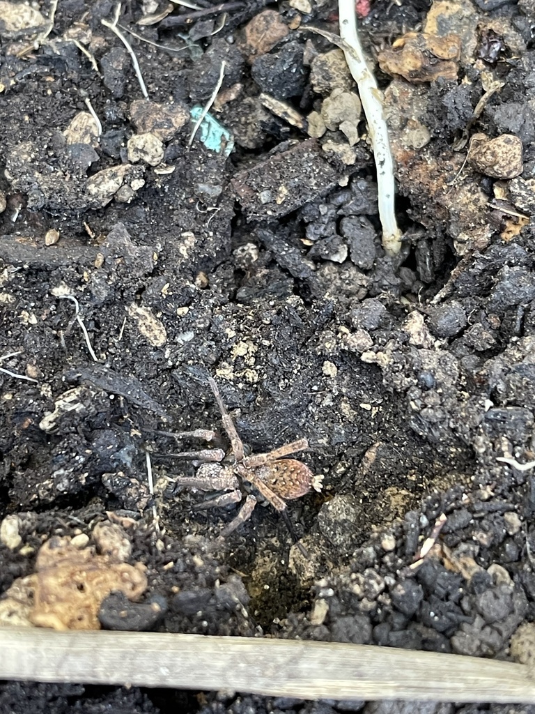 Vagrant Spiders from North Island / Te Ika-a-Māui, Wellington ...