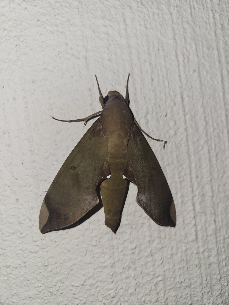 Fig Sphinx from Melbourne, FL 32901, USA on November 17, 2024 at 10:56 PM by Jordan Cormier ...