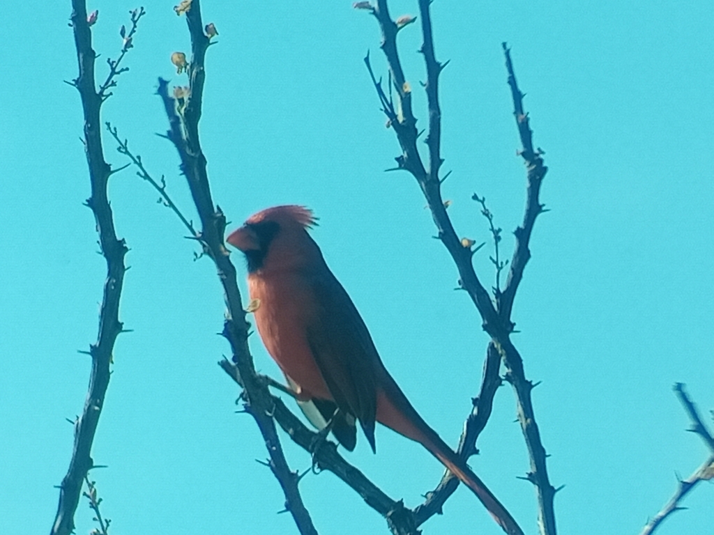 Northern Cardinal from 23890 B.C.S., México on November 16, 2024 at 09: ...