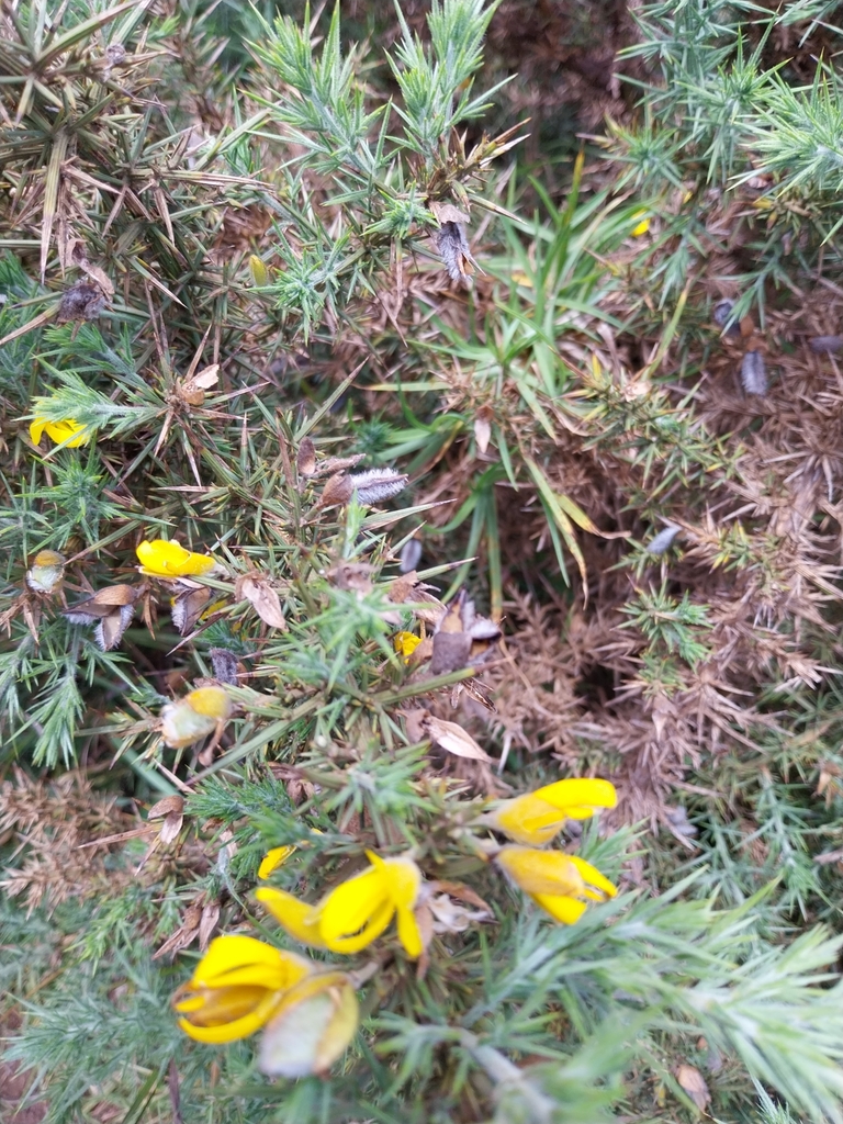 Gorses from Longwood, SH-SH, SH on November 18, 2024 at 11:20 AM by ...
