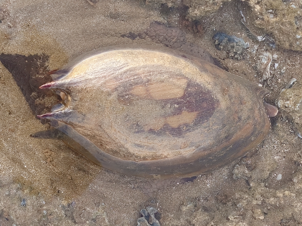 Melon Shell from Port Hedland WA 6721, Australia on November 18, 2024 ...