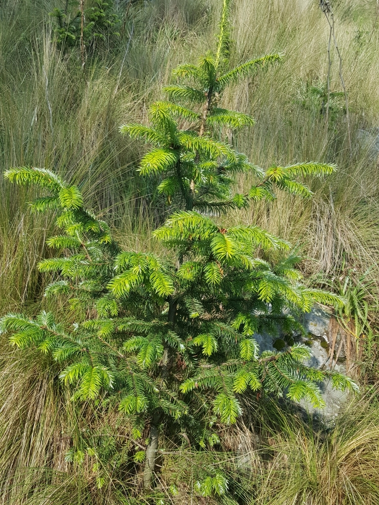 sacred fir in July 2019 by Hugo Ramirez · iNaturalist