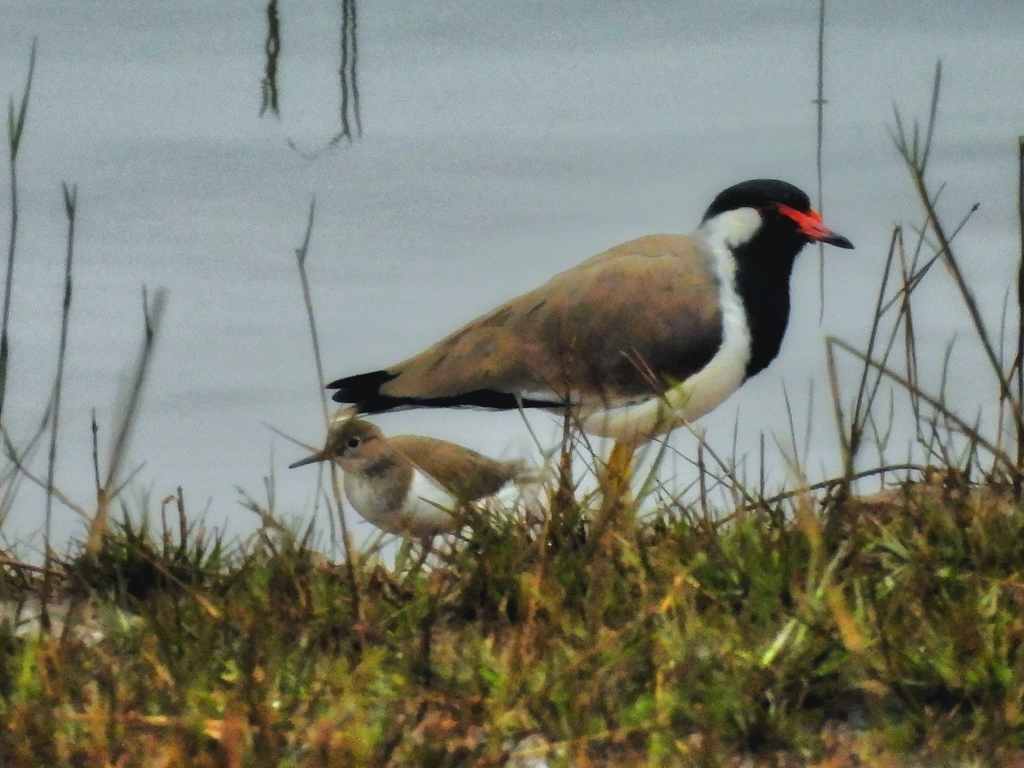 Red-wattled Lapwing from 8HCX+89C, Ithalar, Tamil Nadu 643209, India on ...
