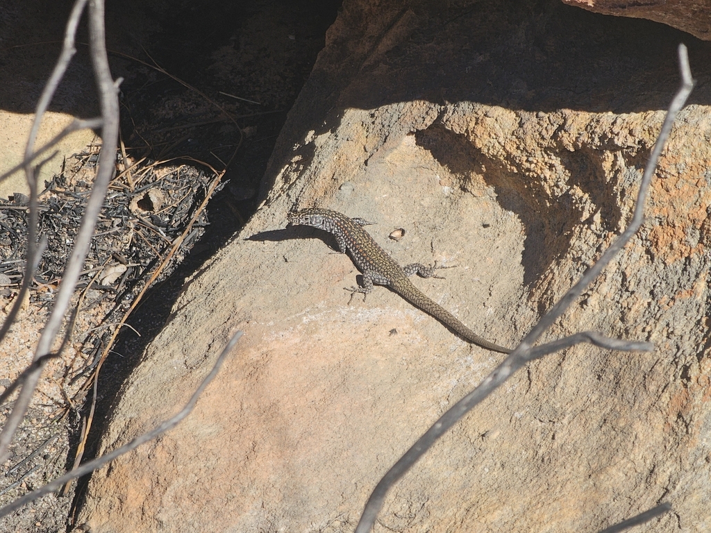 Southern Rock Lizard from Bergrivier Municipality, South Africa on ...