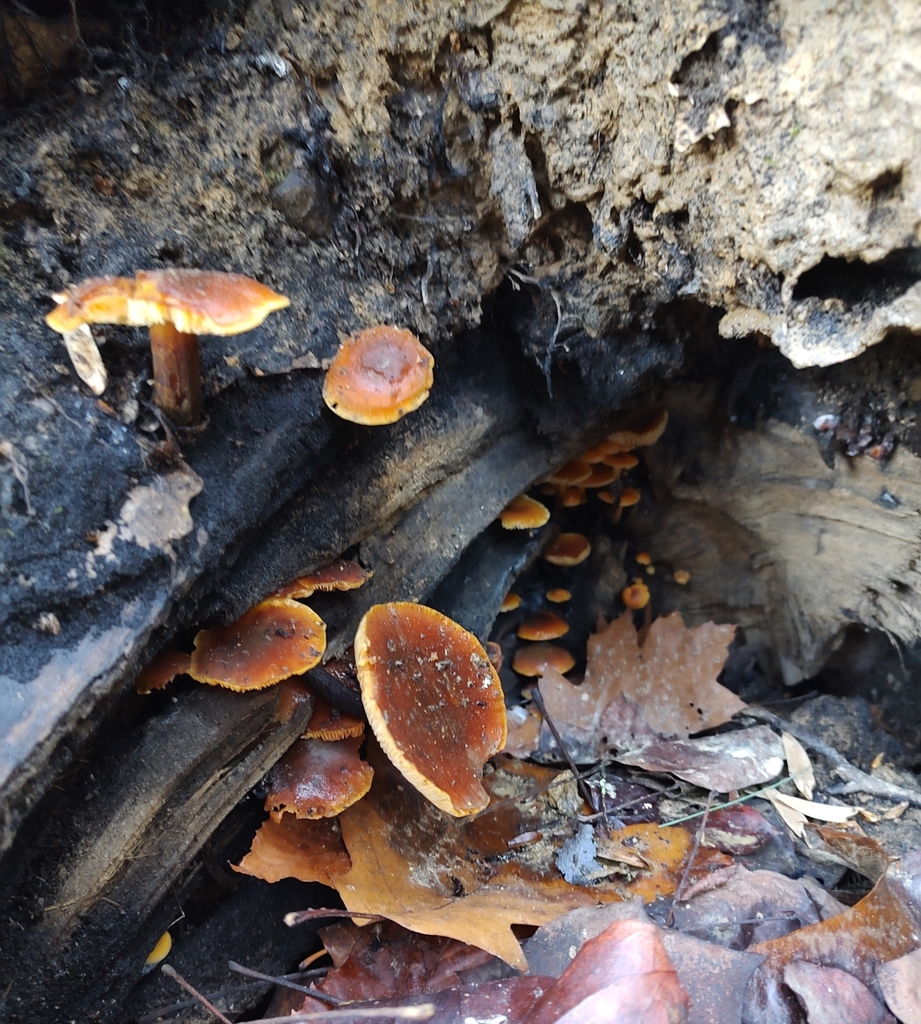 Heimiomyces tenuipes from Ithaca on December 8, 2023 at 02:21 PM by ...